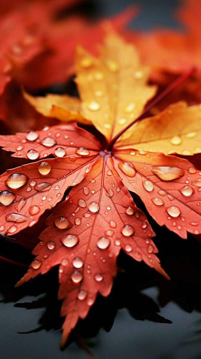 Decollètè – FERRI CALZATURE